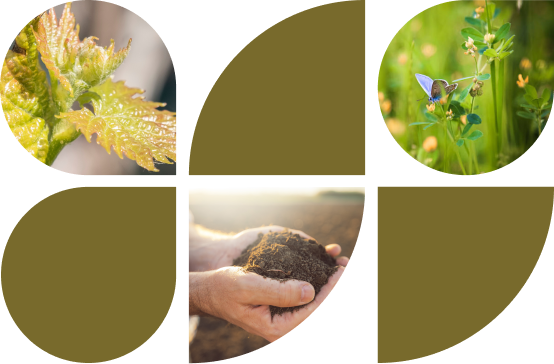 Certico, les certifications environnementales en Champagne